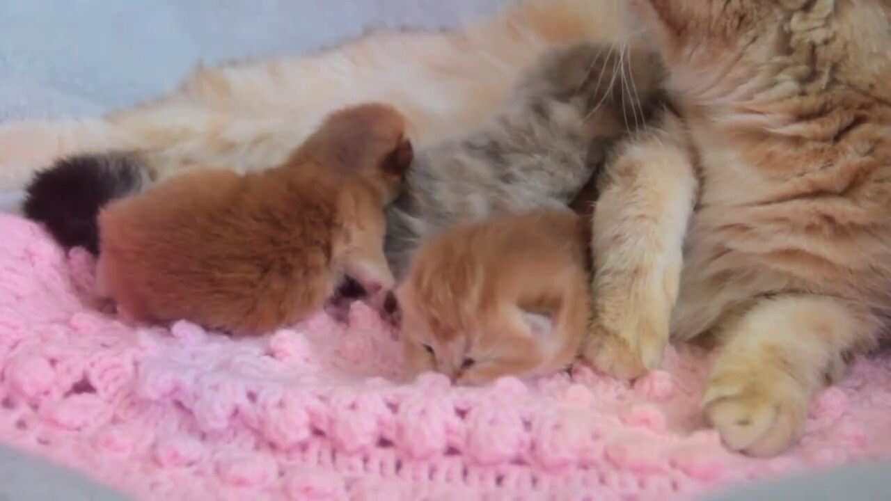 护崽行动-不要摸不要摸_高清1080P在线观看平台_腾讯视频