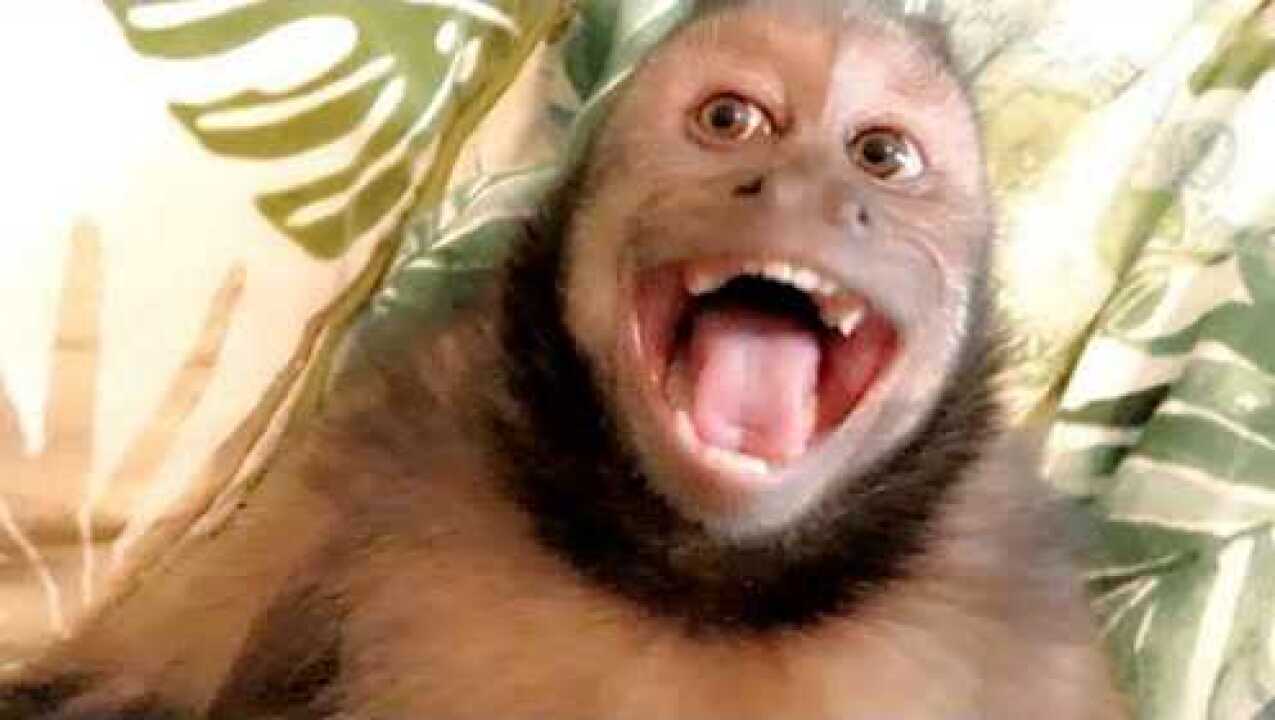 猴子的笑声什么样？快来看宠物小猴开心地咧着大嘴咯咯笑不停！_高清1080P在线观看平台_腾讯视频