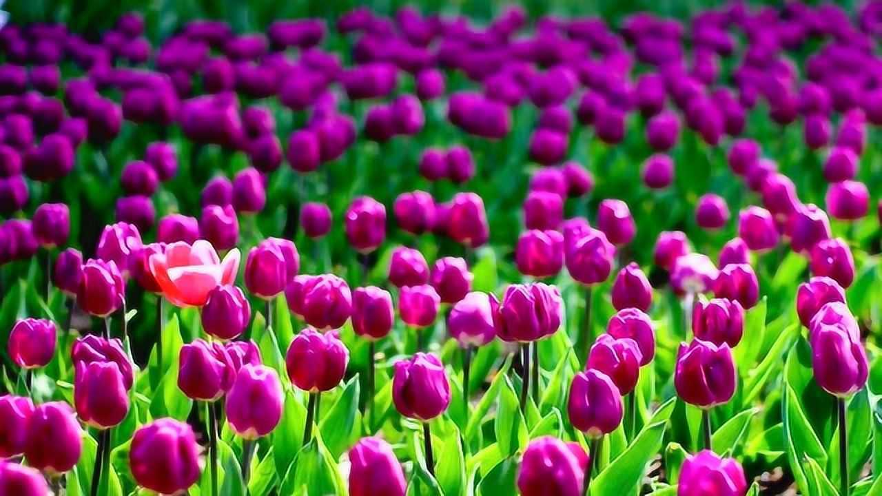 一首怀旧情歌《永远的爱》好听极了_高清1080P在线观看平台_腾讯视频