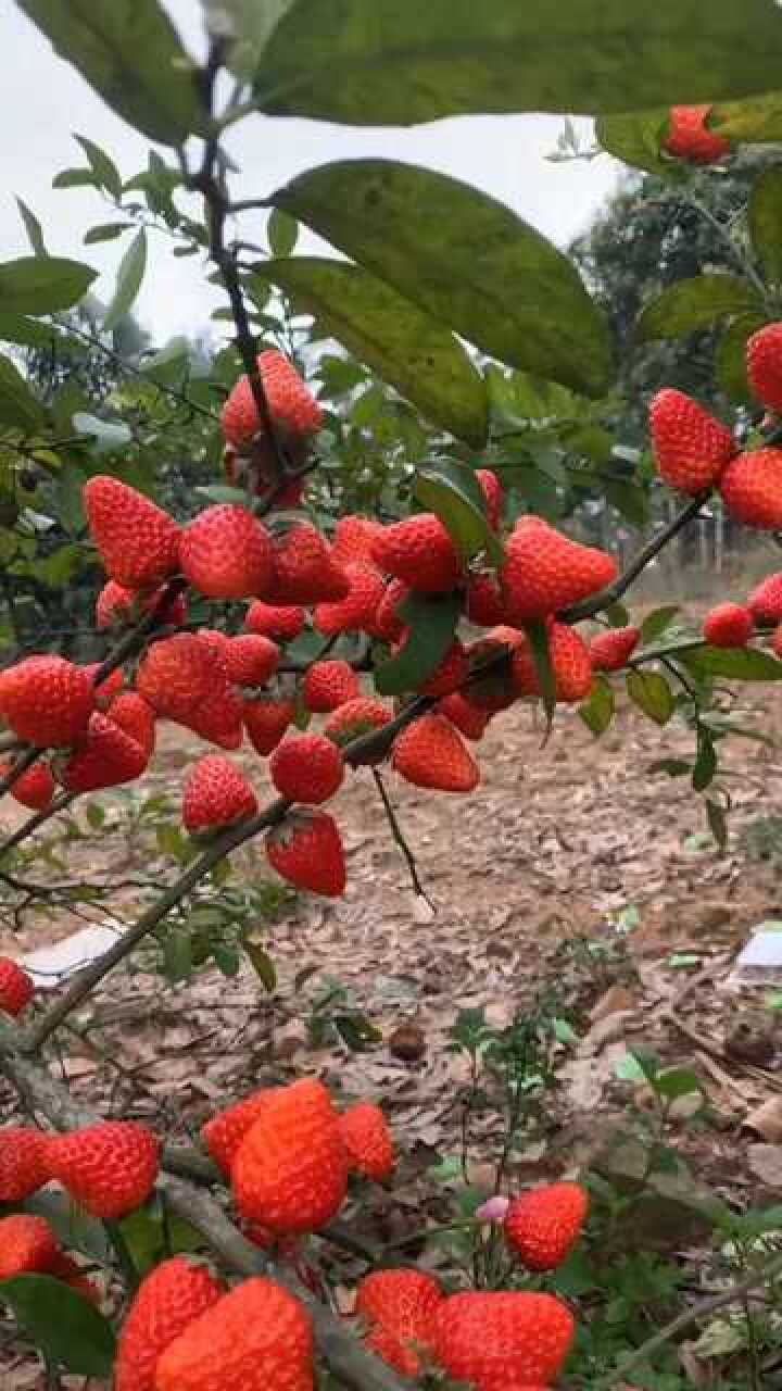 种草莓树,草莓叶子(第8页)_大山谷图库