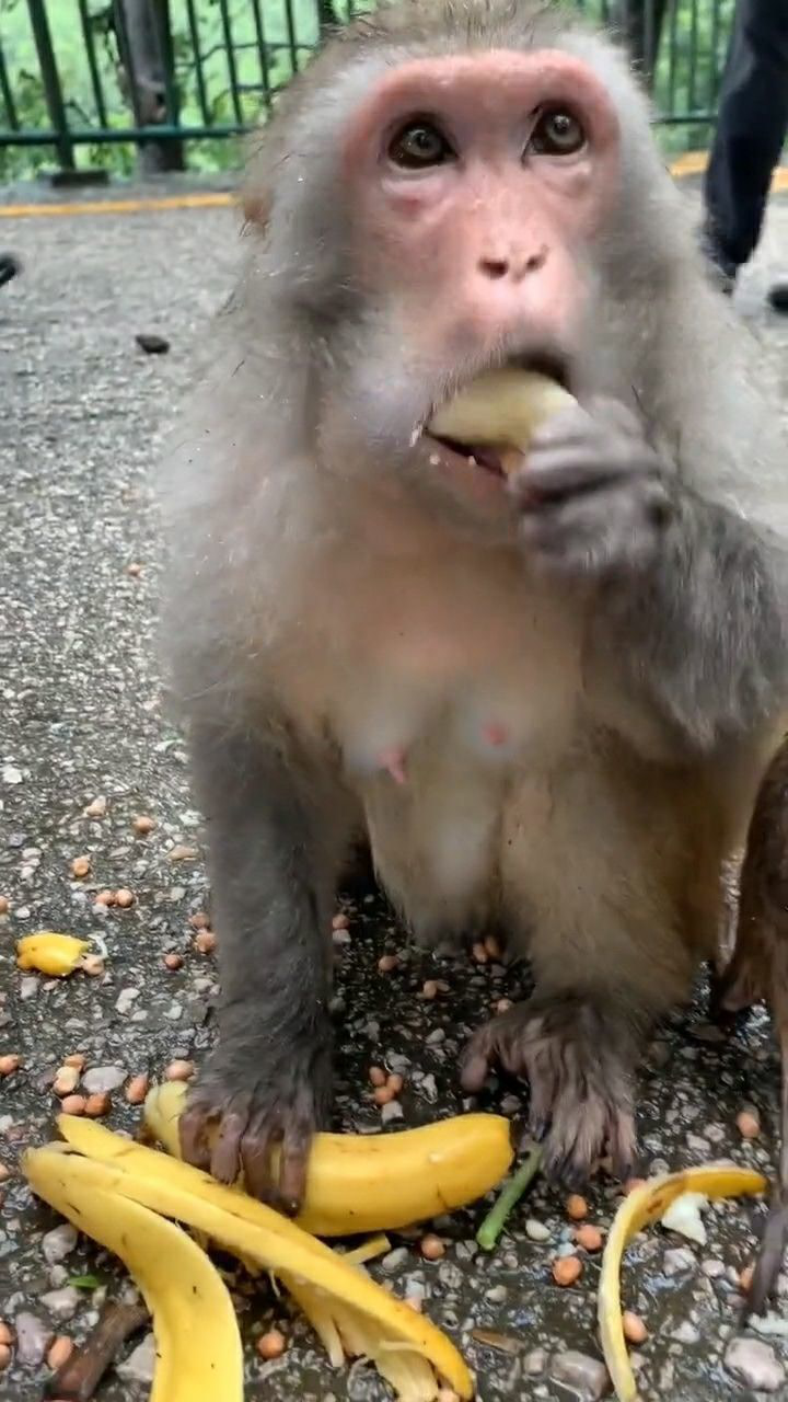 这猴子吃香蕉也太快了吧，两口就没有了，还要去我的包里拿香蕉腾讯视频