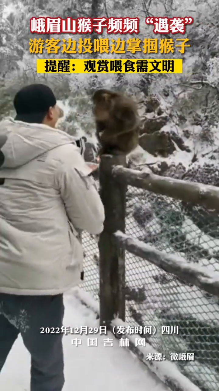 四川峨眉山猴子频频“遇袭”，游客边投喂边掌掴猴子_腾讯视频