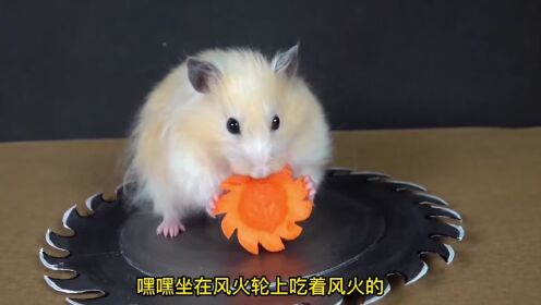 小仓鼠超越挑战：红色滚轮障碍迷宫的关卡攻略_高清1080P在线观看平台_腾讯视频