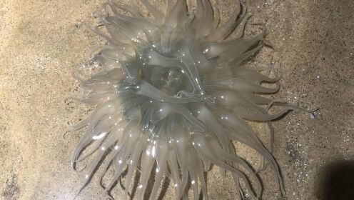 小倪赶海发现“巨型海葵”，竟有20多公分长_高清1080P在线观看平台_腾讯视频