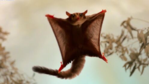 第05集蜜袋鼯翼装飞行大赛_第05集蜜袋鼯翼装飞行大赛_少儿_动画片大全_腾讯视频