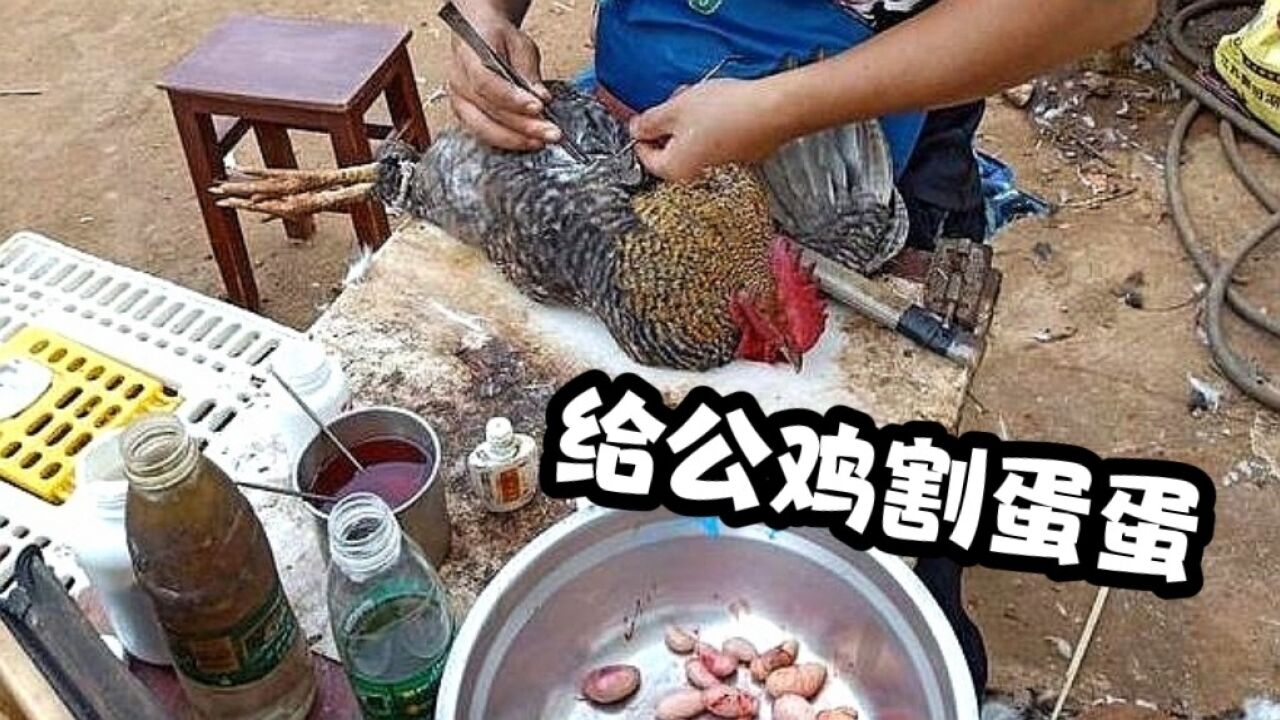 太监鸡,你听说过吗?割公鸡蛋蛋,肉质更鲜美,给北方的朋友科普腾讯视频