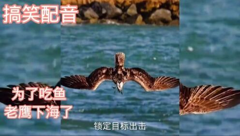 搞笑配音，为了吃鱼，老鹰下海了_高清1080P在线观看平台_腾讯视频
