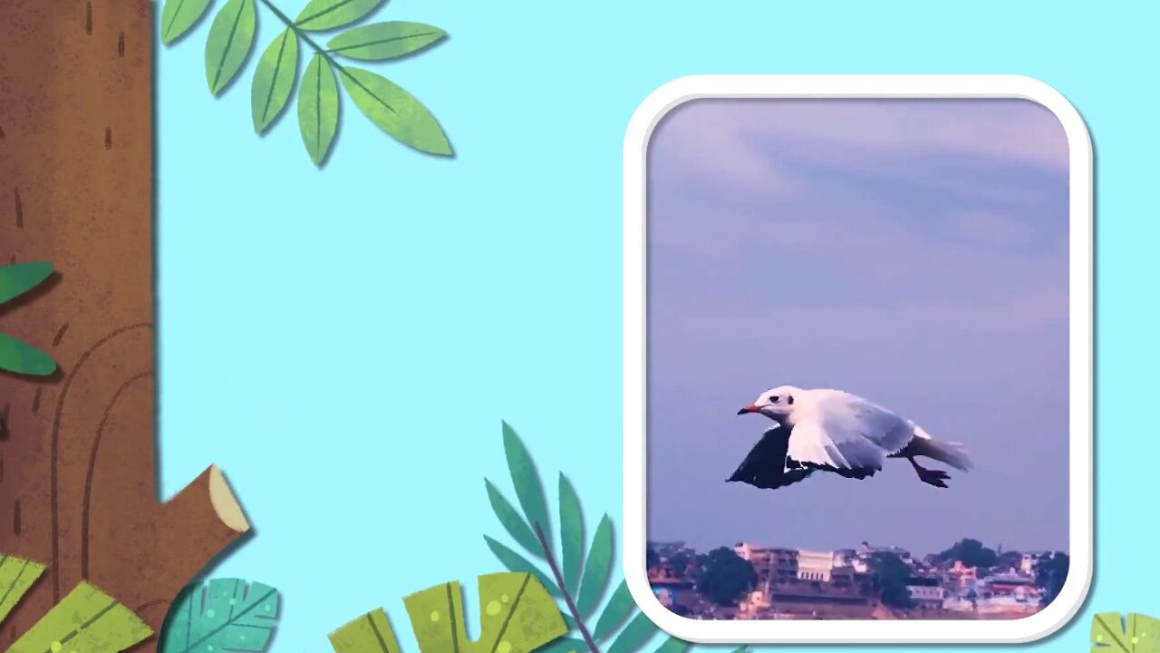 EP24蜂鸟：世界上最小的鸟有多小？_高清1080P在线观看平台_腾讯视频