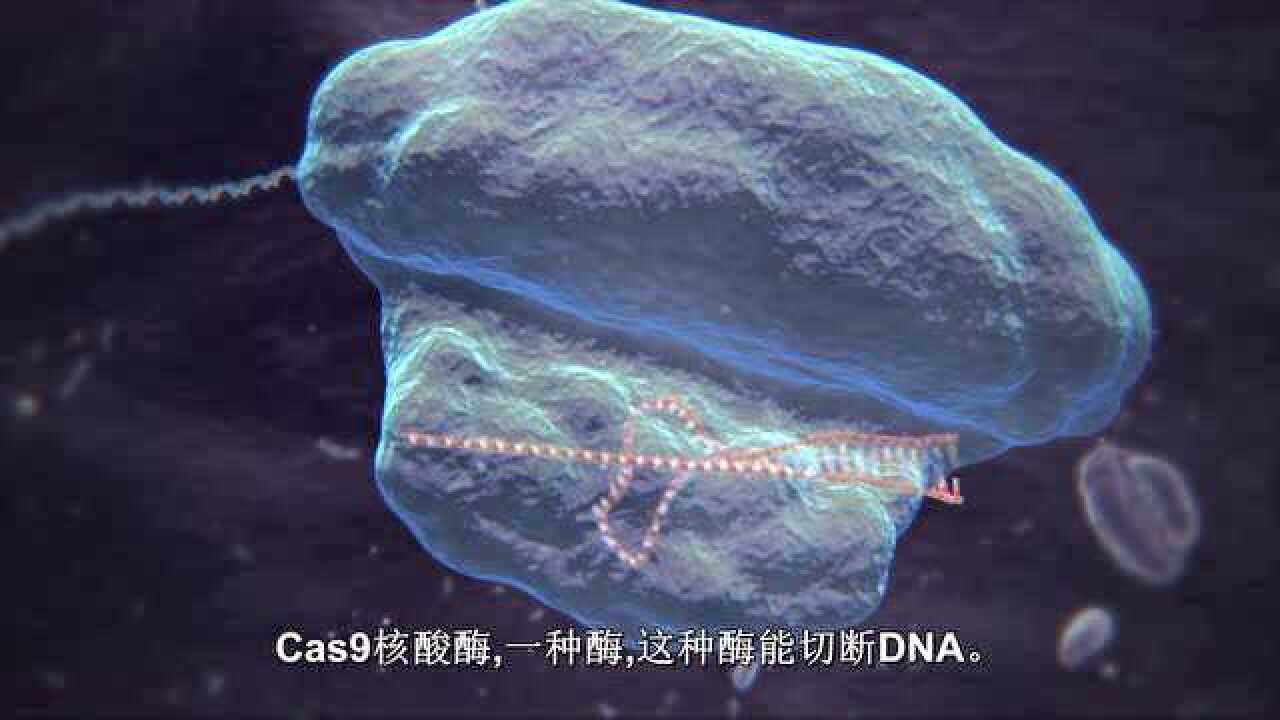 CRISPR-Cas9基因编辑技术_高清1080P在线观看平台_腾讯视频