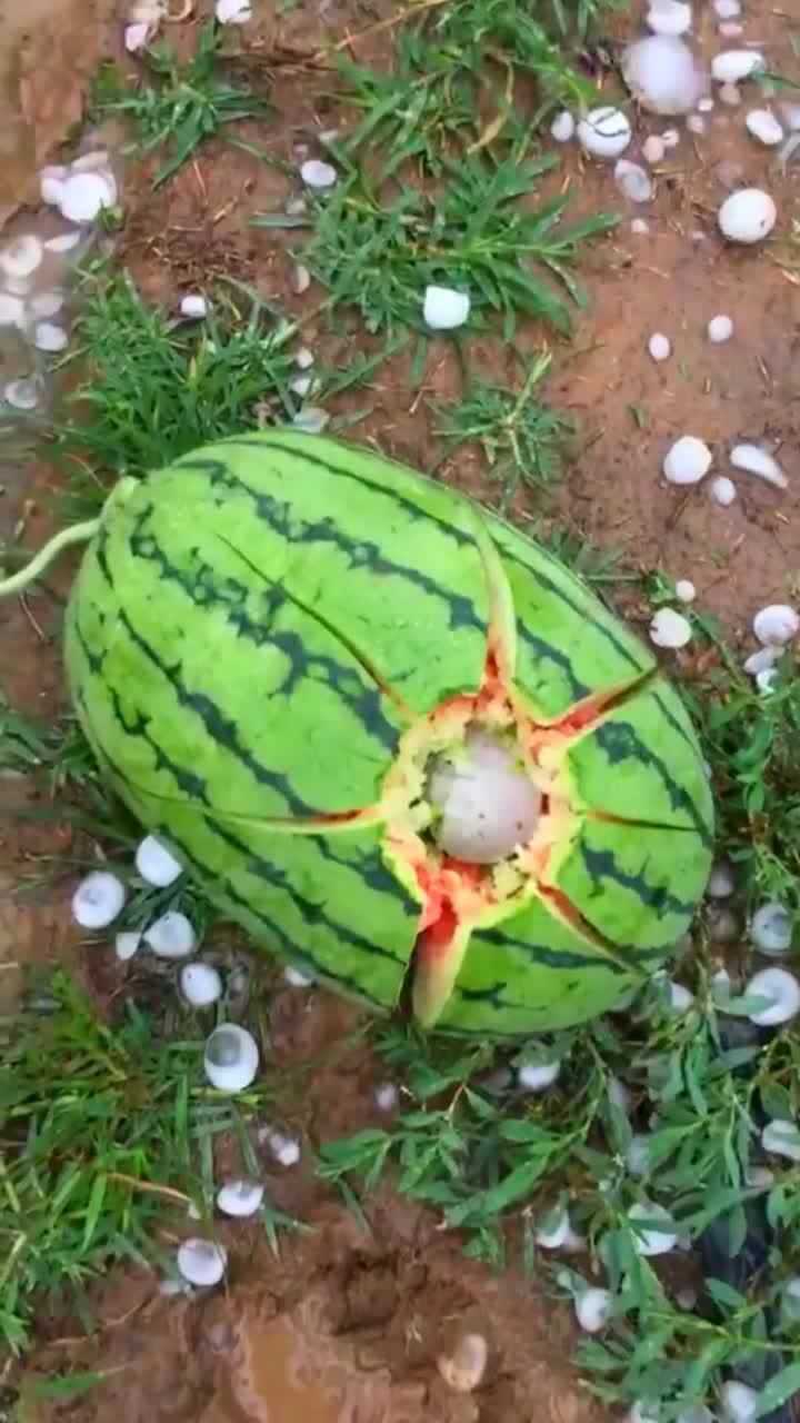 西瓜地遭遇冰雹,西瓜变成了这样!_高清1080P在线观看平台_腾讯视频