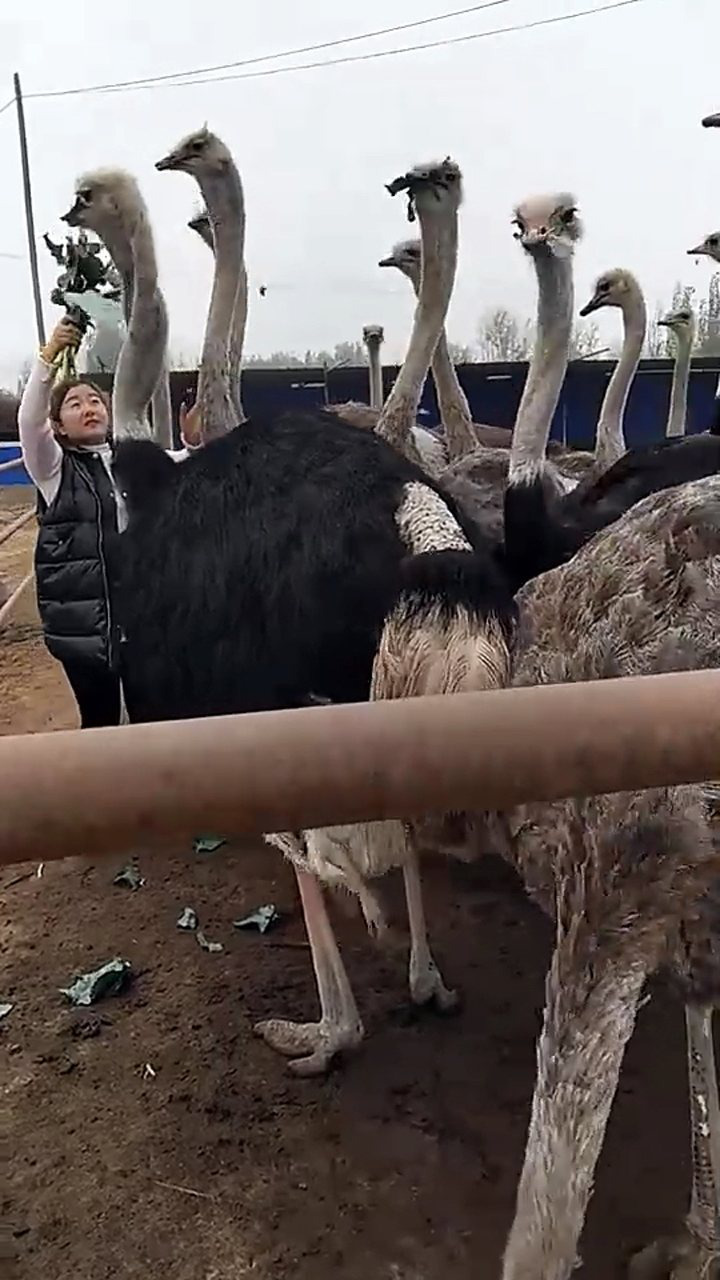 鸵鸟脖子伸直可以达到米高_高清1080P在线观看平台_腾讯视频