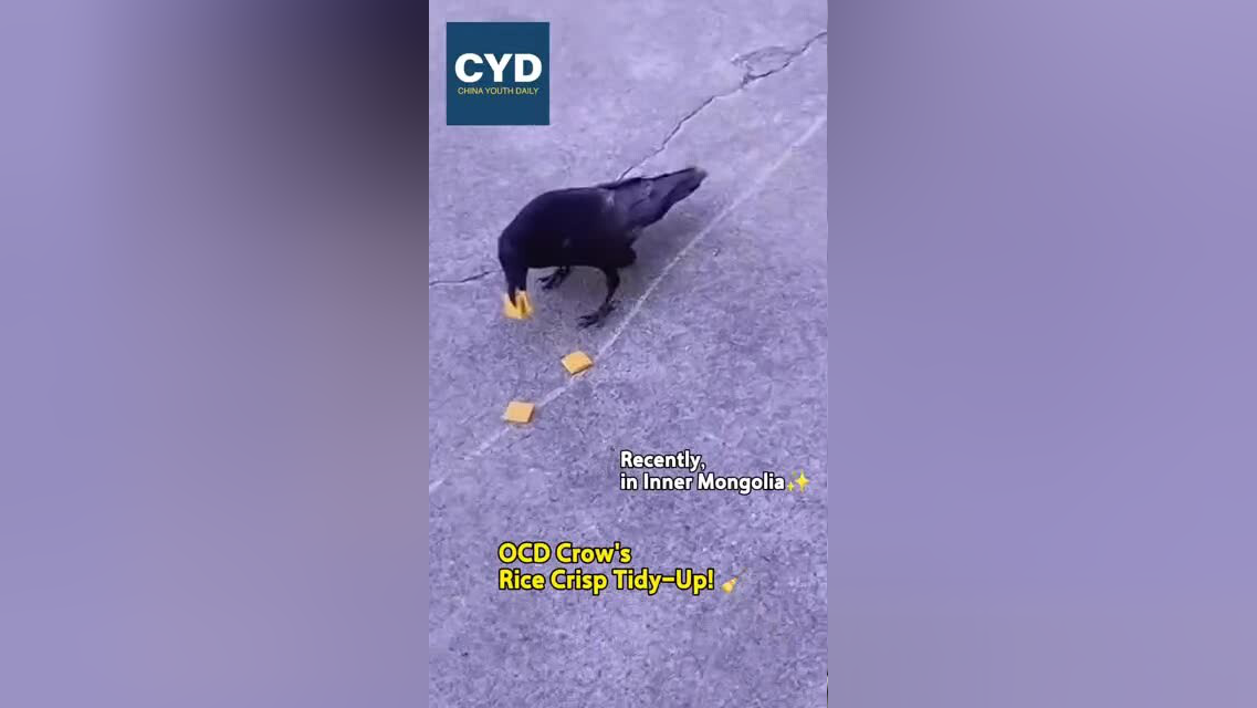 A Crow's Rice Crisp Tidy-Up!_腾讯新闻