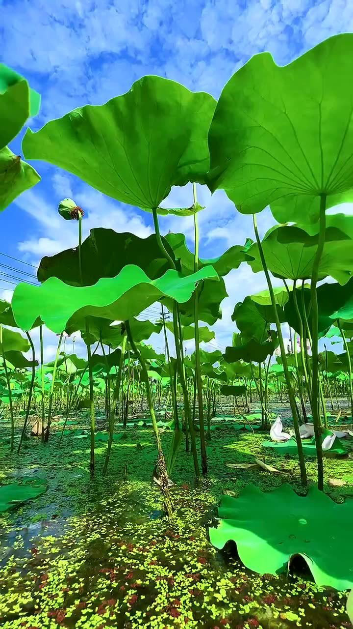 【短视频素材】唯美治愈荷花池风景美景素材蓝天白云风光_高清1080P在线观看平台_腾讯视频