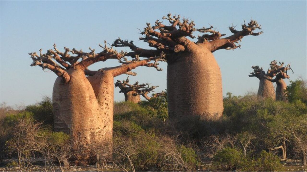 神奇的猴面包树，长相奇特像酒瓶，一棵树能养活一家人_腾讯视频