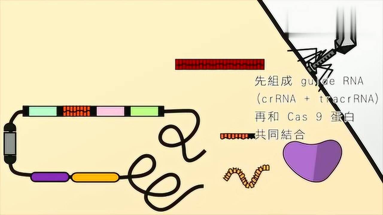 不到2分钟，让你认识Crispr-cas9基因编辑技术的原理，太先进了！