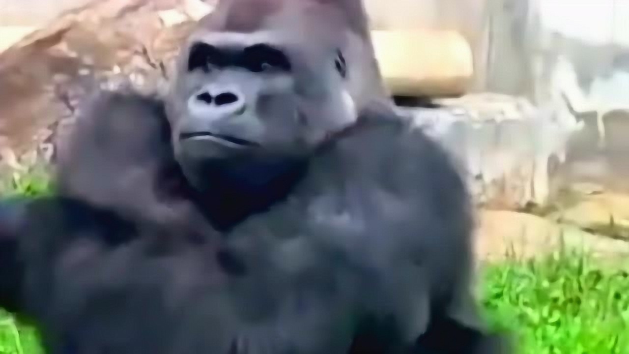 大猩猩的表情好呆萌，要不怎么说它们跟人类是近亲，神态真的是太相似了！_腾讯视频