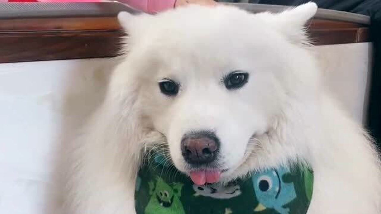 萨摩耶狗狗太可爱了，小朋友都喜欢跟它玩，大家都喜欢摸它！_腾讯视频