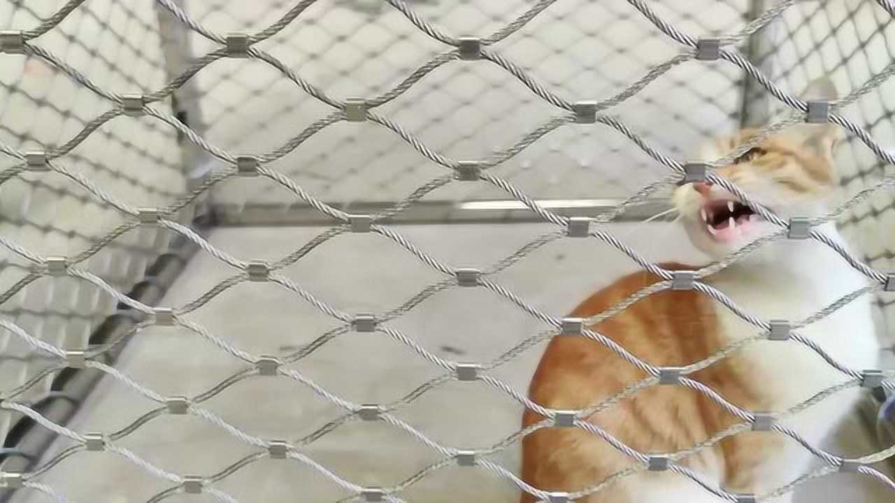 动物园不锈钢绳网A闵行动物园不锈钢绳网A动物园不锈钢绳网安装_腾讯视频