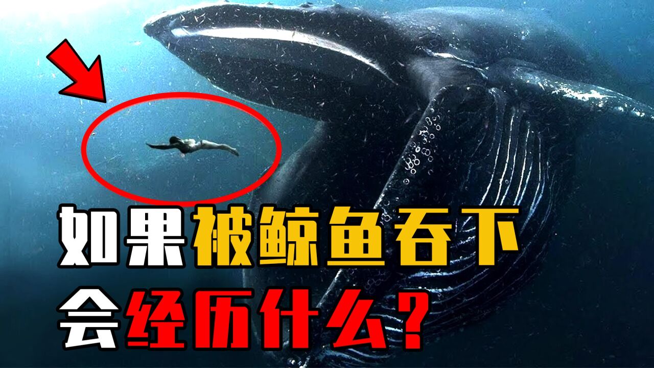 如果突然被鲸鱼吞进肚子,会发生什么?还有生还的可能性吗? 高清1080p在线观看平台 腾讯视频