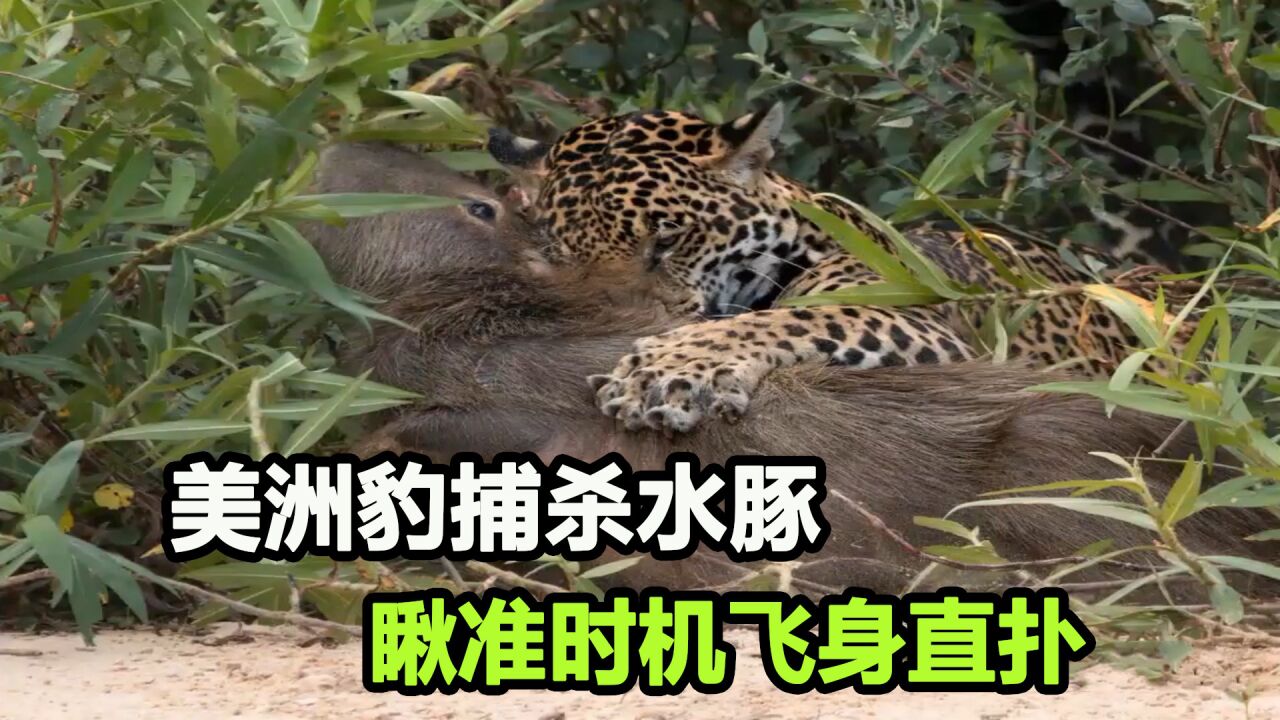 美洲豹捕杀水豚，水豚却遁水跑路，没想到下一秒直接被擒_腾讯视频