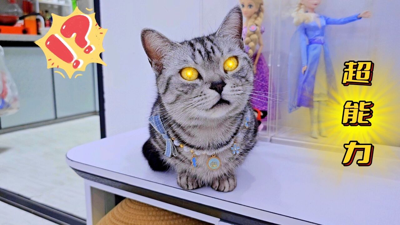 猫咪触发超能力_高清1080P在线观看平台_腾讯视频