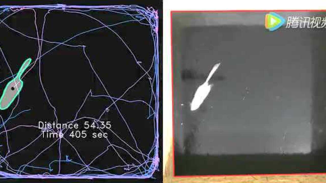 旷场实验－OpenFieldTest(OFT)_高清1080P在线观看平台_腾讯视频