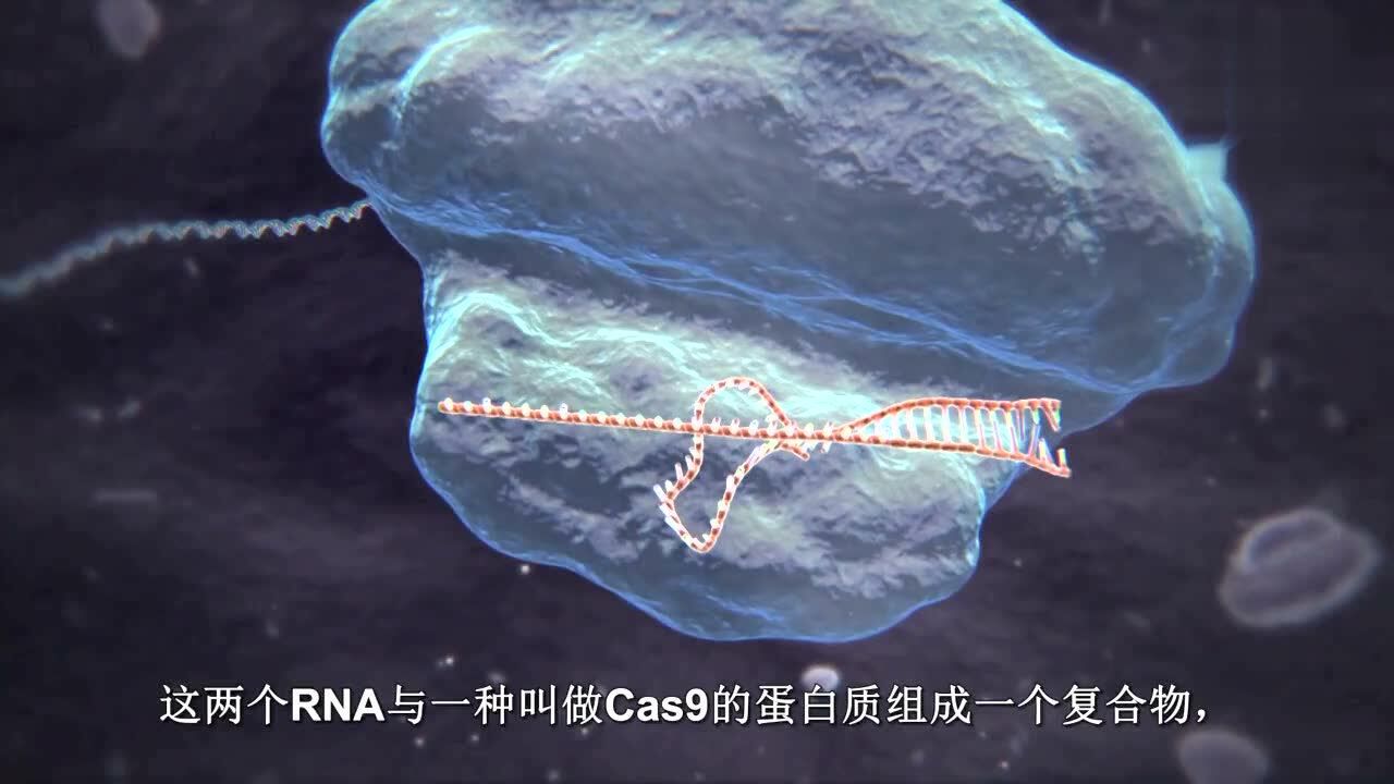 CRISPR-Cas9剪辑技术_高清1080P在线观看平台_腾讯视频