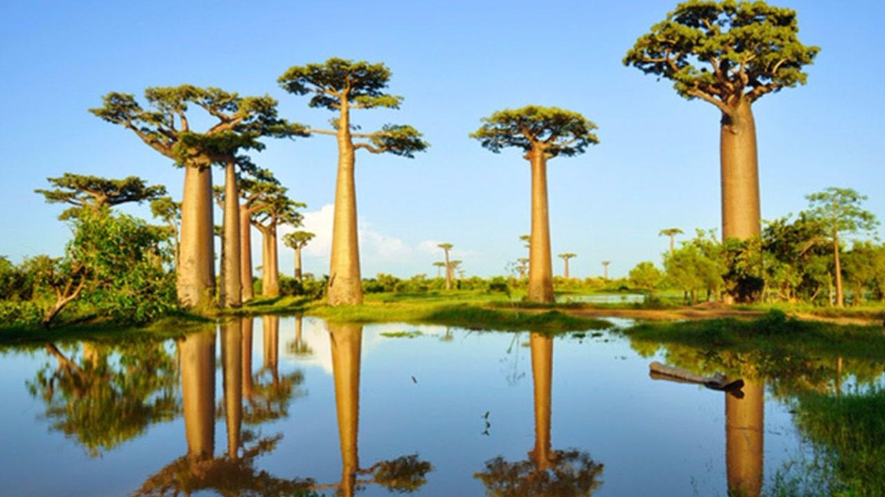 让小王子害怕的猴面包树，在这里为被奉为“生命之树”!_高清1080P在线观看平台_腾讯视频