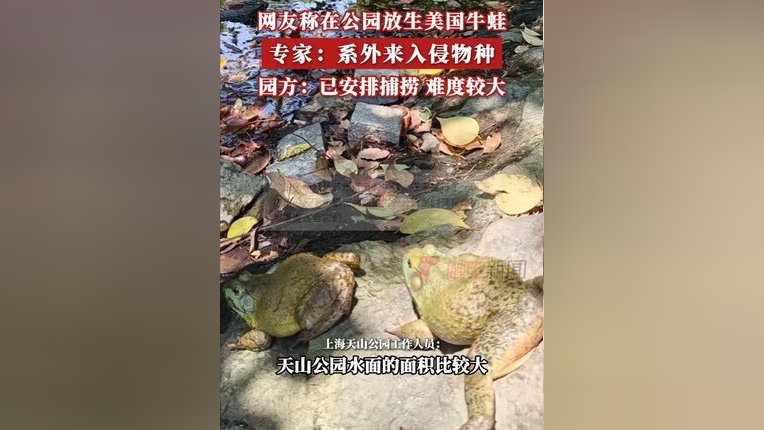 网友自曝在上海公园放生外来物种美国牛蛙，官方：已安排人员捕捞，难度比较大_腾讯新闻