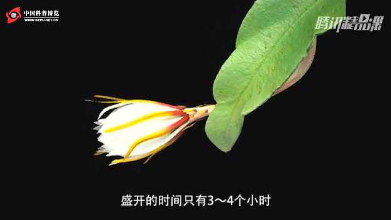 昙花一现_高清1080P在线观看平台_腾讯视频