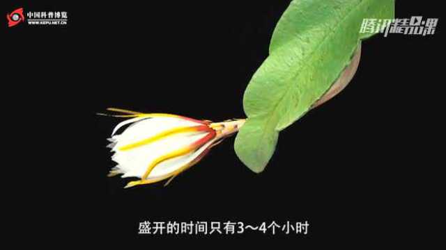 昙花一现_高清1080P在线观看平台_腾讯视频