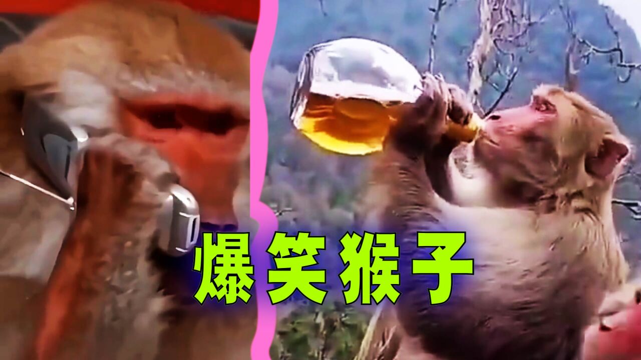 爆笑解说：同样是猴子，为啥差距那么大？_腾讯视频