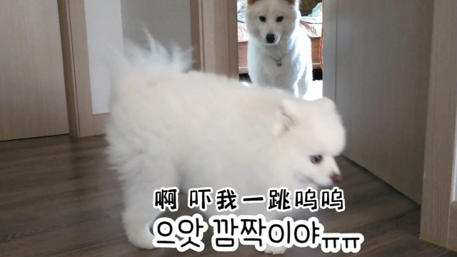 给大家介绍一下Rupong的小狗妹妹_腾讯视频