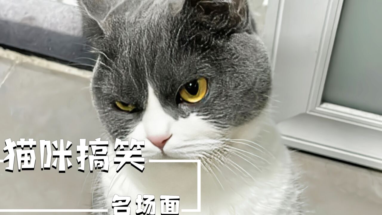 小猫咪搞笑名场面，猫猫也是有强迫症，猫：你今晚最好有事_高清1080P在线观看平台_腾讯视频